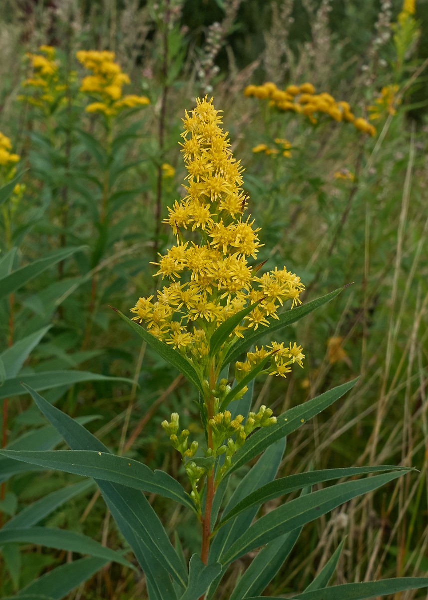 Solidago gigantea, Giant Goldenrod